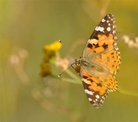 How To Create A Species Distribution Map In The Virtual Museum BDI