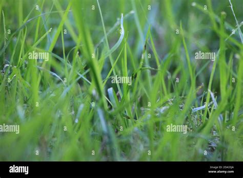 Growing Grass Plants Greengrass Selective Focus Wet Grass Micro