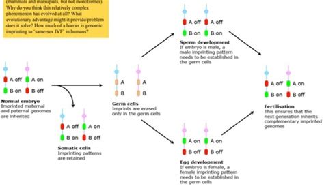 Epigenetic Reprogramming Flashcards Quizlet