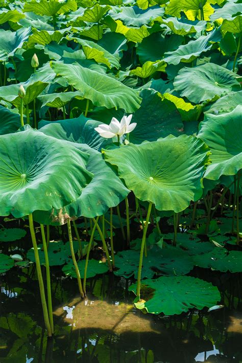 Summertime Lotus Fields Summer Design Company