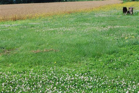 Fiber Optic Grass Deborah Silver And Co