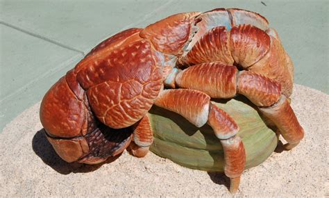 Where Are Coconut Crabs Found