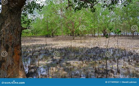 Avicennia Marina Tree Ecosystem That Lives On The Coast With Roots Sticking Out To The Ground