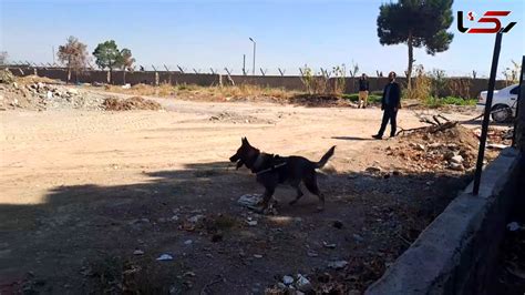 فیلم تجسس های سگ های پلیس در صحنه قتل داریوش مهرجویی و همسرش