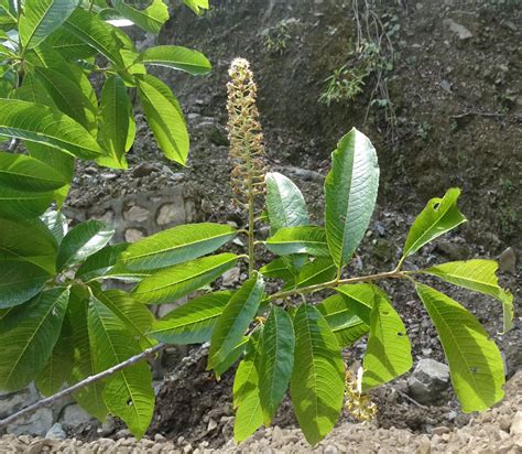 Prunus Eflora Of India