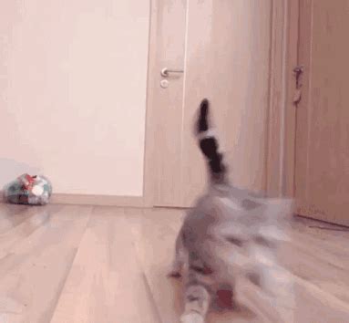 猫咪突然出现 猫咪 突然 出现表情 发表情