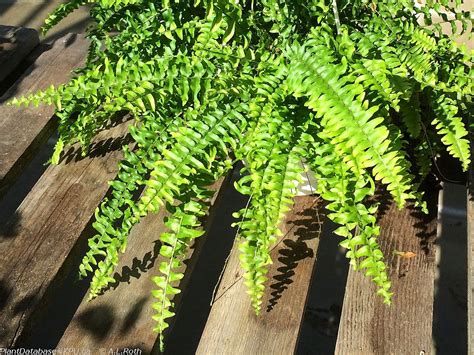 Nephrolepis Exaltata Kwantlen Polytechnic University School Of