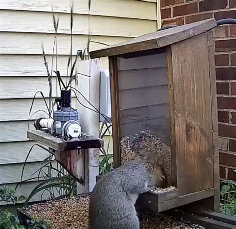 Programming Squirrels Out Of My Bird Feeder By Michael Vetter Medium