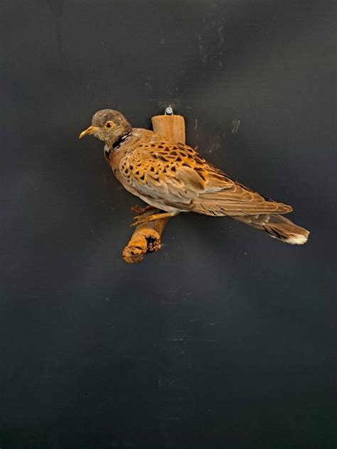 Stuffed Turtle Dove Taxidermy Full Body Mount Streptopelia Turtur 17 Cm 24 Cm 17 Cm