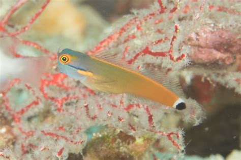 Tailspot Blenny