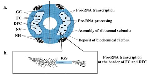 Basic Scheme Of Targeted Transcription Activation In Specified Genomic
