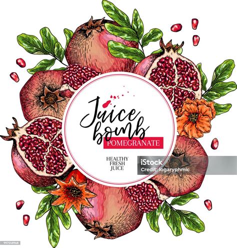 손으로 그려 석류 구성 새겨진된 그림을 착 색 하는 벡터입니다 달콤한 천연 과일입니다 식품 건강 성분입니다 요리 화장품 패키지 디자인 약용 허브 치료 Healt 케어 0명에