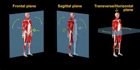 What Is Tibial Rotation And Why You Should Know About It Squat University