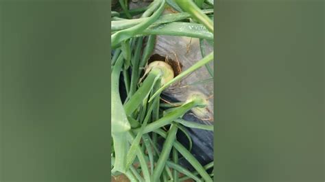 양파 대박 벌써12장 올라오네 Youtube