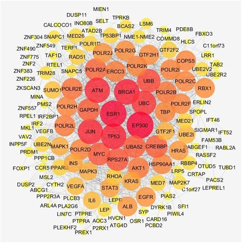 The Main Connected Component Of Ppi Network Including 148 Nodes And