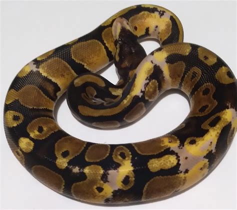 Pastel W Coral Glow Paradox Ball Python By Jv Morphs Morphmarket