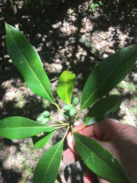 Daphniphyllum Macropodum — Jungle Gardens