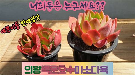 의왕백운호수미소다육 다육식물 다육이 예쁜다육 다육판매 다육이판매 군생다육이 묵은둥이다육이 多肉植物 Youtube