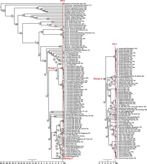 chronogram from bayesian analysis using a relaxed molecular clock and