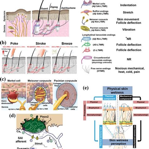 The Somatosensory System Of Biological Skin A Schematics Of The Download Scientific Diagram