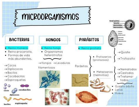 Microorganismos Andrea Maldonado Udocz