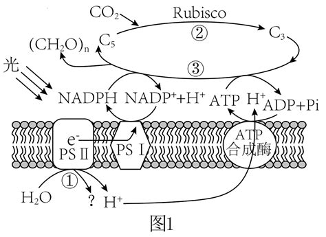 光合作用示意图手绘 光合作用简图 大山谷图库