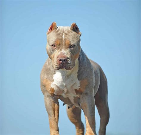 Discover The 8 Largest Pit Bull Breeds And How They Grew So Large A Z