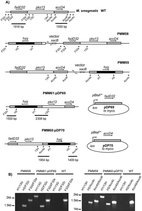 Construction Of The Fadd32hyg And Accd4hyg Conditional Mutants Of Download Scientific