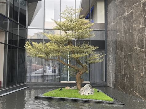 造型锦叶榄仁 花瓣网