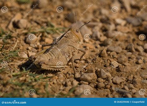 Grasshopper In Their Life Cycle Captured On Summer Europe Location