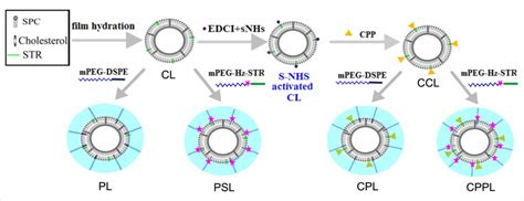 An Efficient Pegylated Liposomal Nanocarrier Containing Cell Penetrati