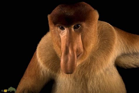 میمون دماغ دراز؛ شهوتی‌ترین میمون جهان با دماغ ۱۰ سانتی که آلتش همیشه