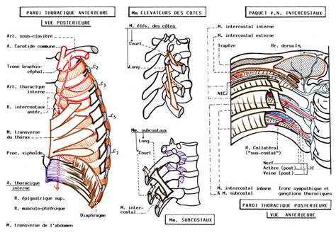 Anatomie La Paroi Thoracique فيض القلم