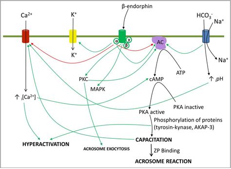 Possible Intracellular Pathways And Sperm Response After Entrance Of