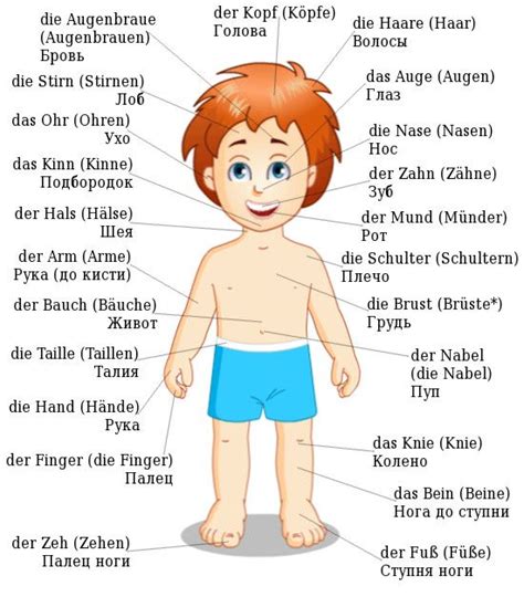 Части тела на немецком и русском языках слушайте и запоминайте German Language Learning