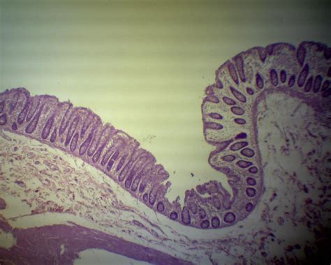 Histology Digestive Diagram Quizlet