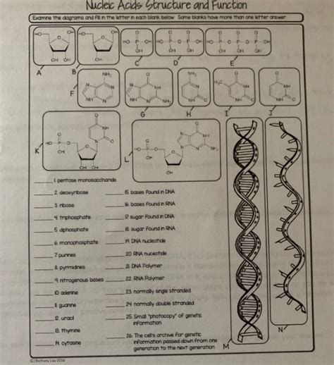 Nucleic Acid Structure Function Basicmedical Key