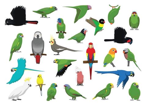Conure Parrot Types