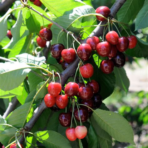 How Fast Do Bing Cherry Trees Grow