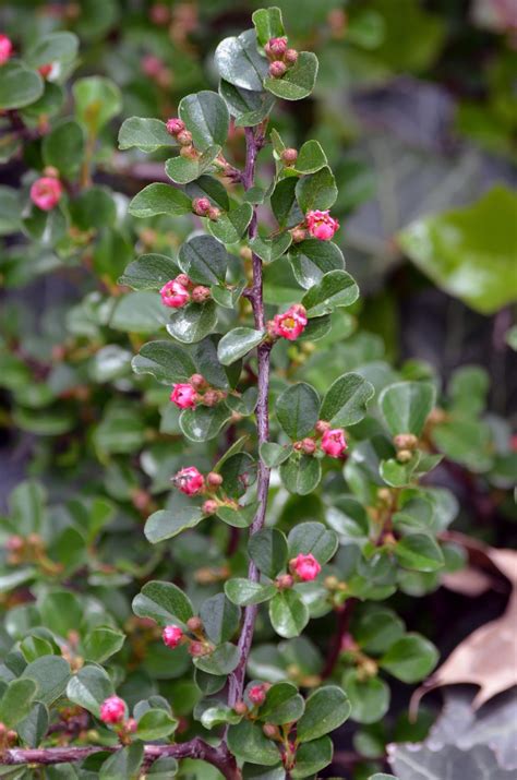 Cotoneaster Apiculatus Purdue Arboretum Explorer