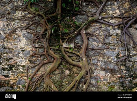 Tree Roots Stuck In Old Stone Wall In Nature Location Front View Stock Photo Alamy