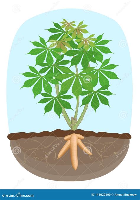 Cassava Tapioca Illustration Drawing Engraving Ink Line Art