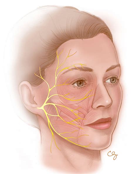Certified Medical Illustrator Chris Gralapp Medical Illustrations