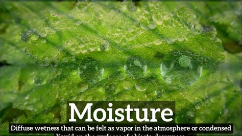 What Is Moisture How Does Moisture Look How To Say Moisture In English Youtube