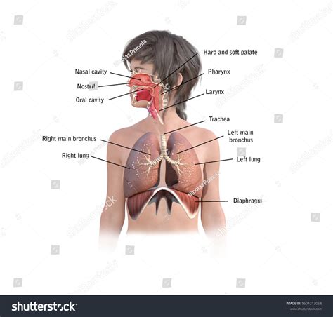 Female Respiratory System Stock Photos Images Shutterstock