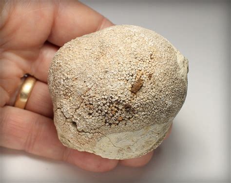 Large Crinoid Bulb Fossil High Definition Devonian Etsy