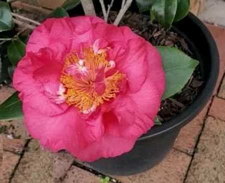 How To Grow Camellia In Containers Camellia Care In Pots