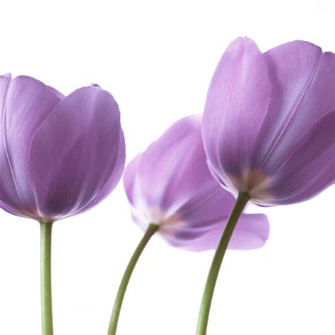 Poster Perete Zakito Posters 40x40cm Lalele Mov Assaf Frank Emagro