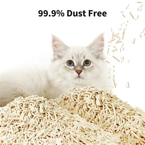 Is Your Tofu Cat Litter Attracting Bugs A Helpful Solution