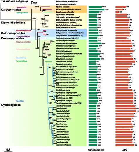 Maximum Likelihood Tree Inferred From 36 Genes 12 Protein Coding
